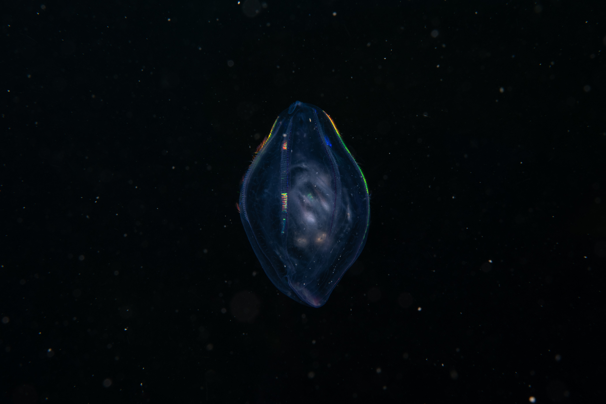 MBDP-NI: Beroe cucumis- Species account