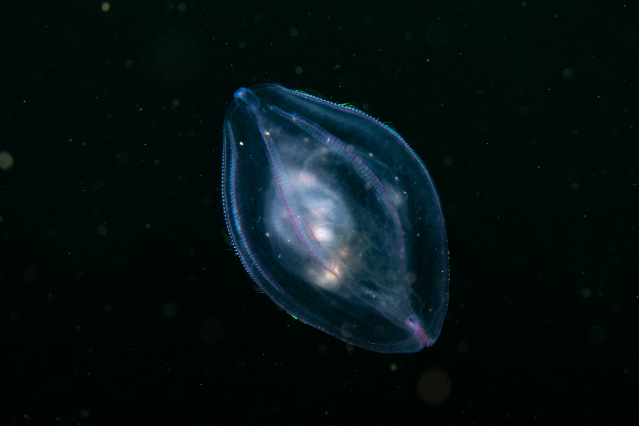 MBDP-NI: Beroe cucumis- Species account