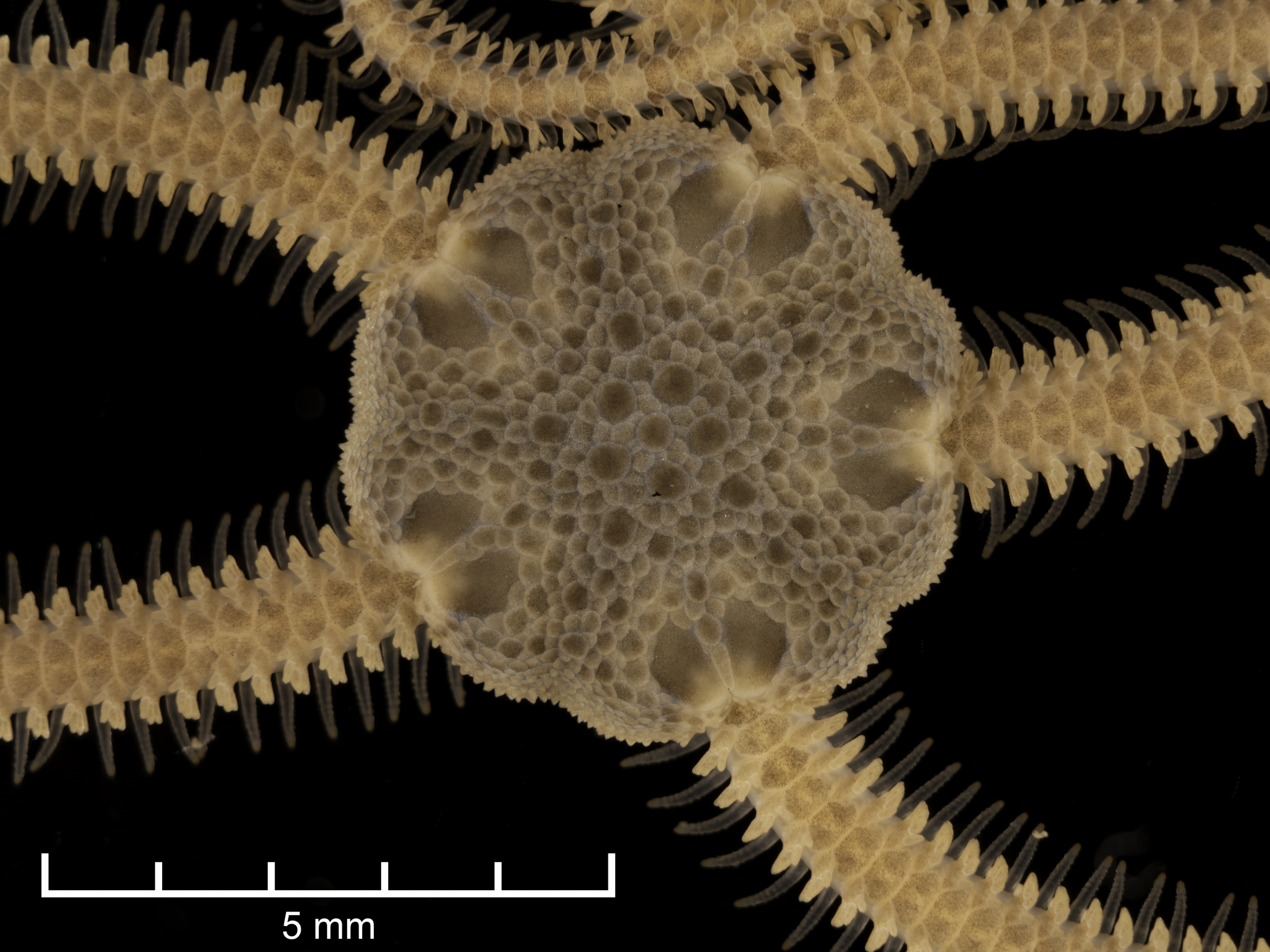 MBDP-NI: Acrocnida brachiata- Species account