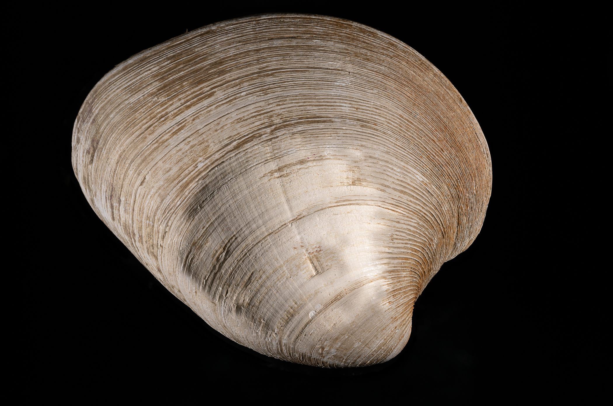 MBDP-NI: Mercenaria mercenaria- Species account