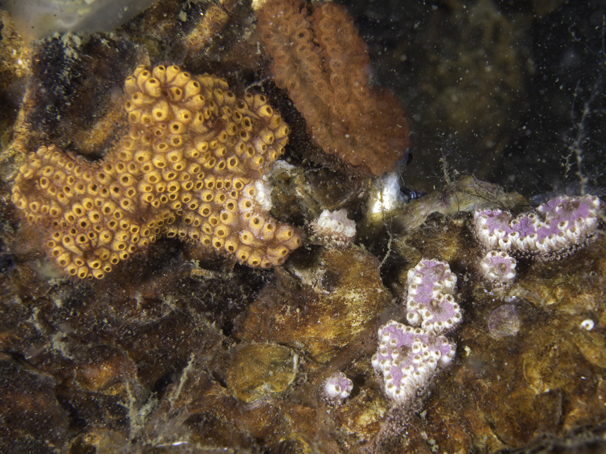 MBDP-NI: Botrylloides diegensis- Species account