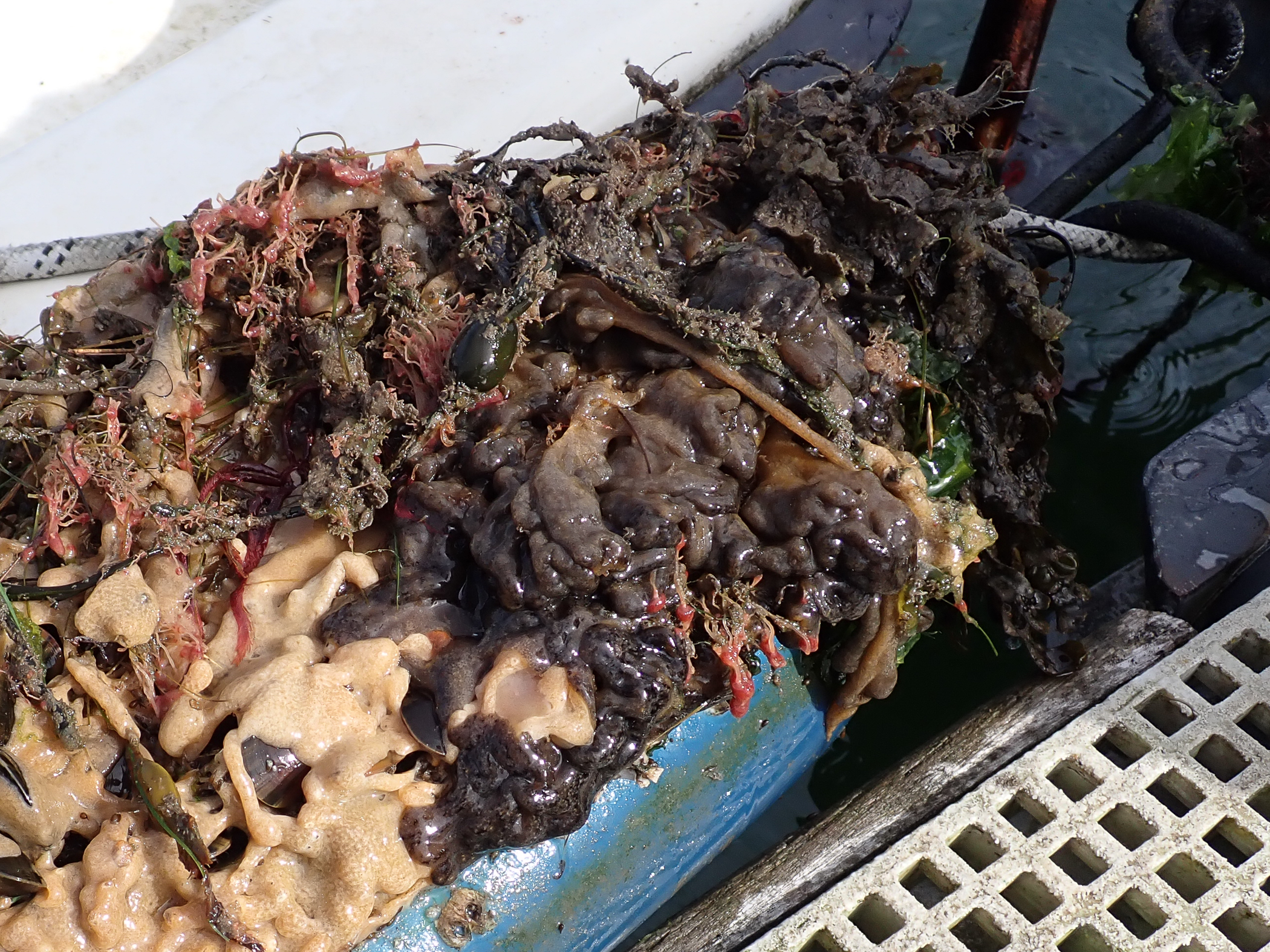 MBDP-NI: Trididemnum "black"- Non-native species